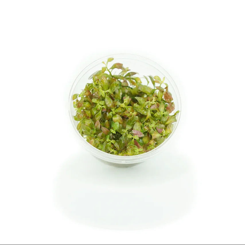 ADA tissue cultured cup - Ludwigia sp. 'Dark Orange – AQUA LOUNGE